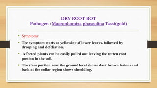 Sesame diseases and their management | PPTX
