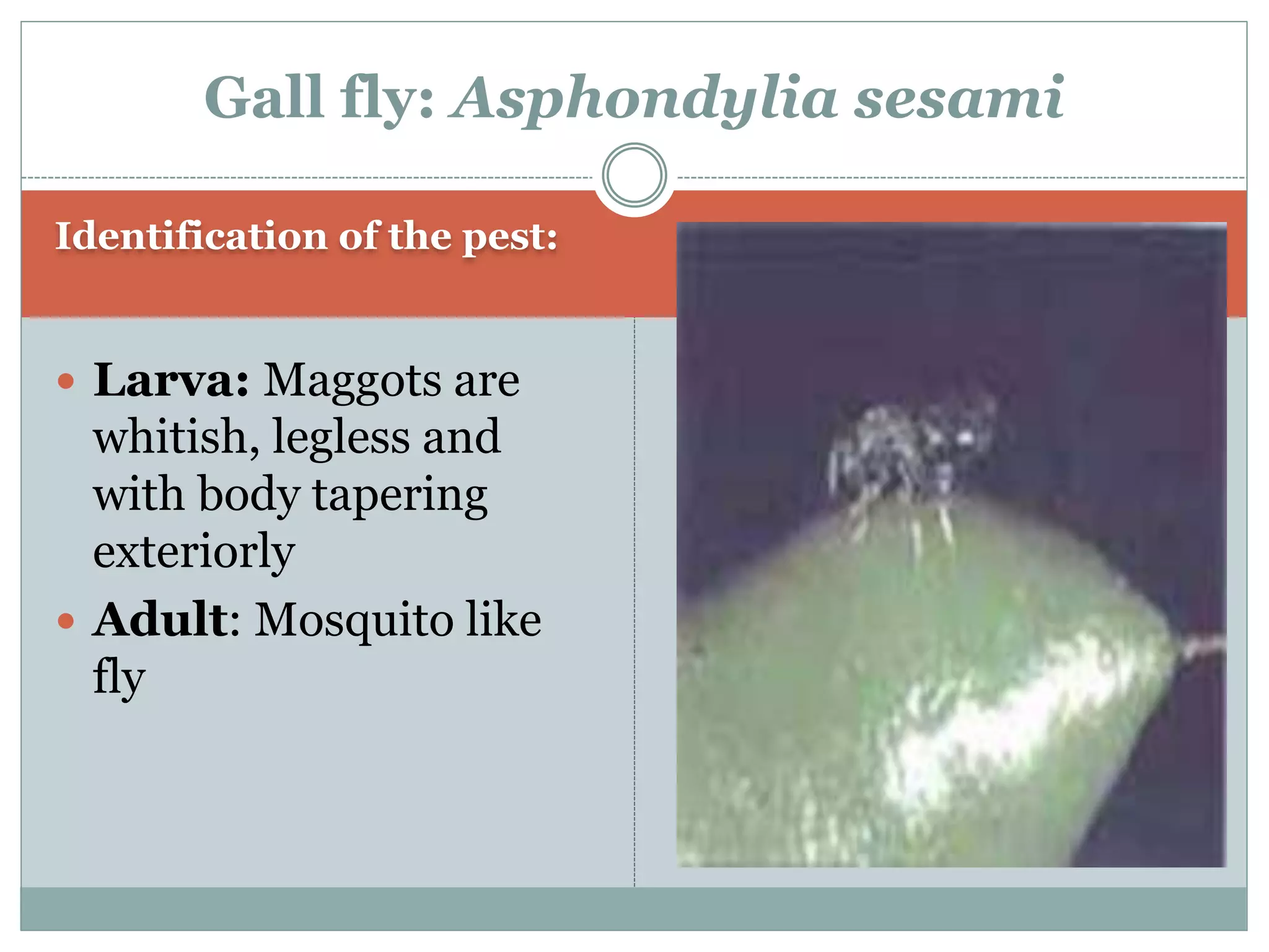 Sesame insects A Lecture By Mr Allah Dad Khan | PPTX