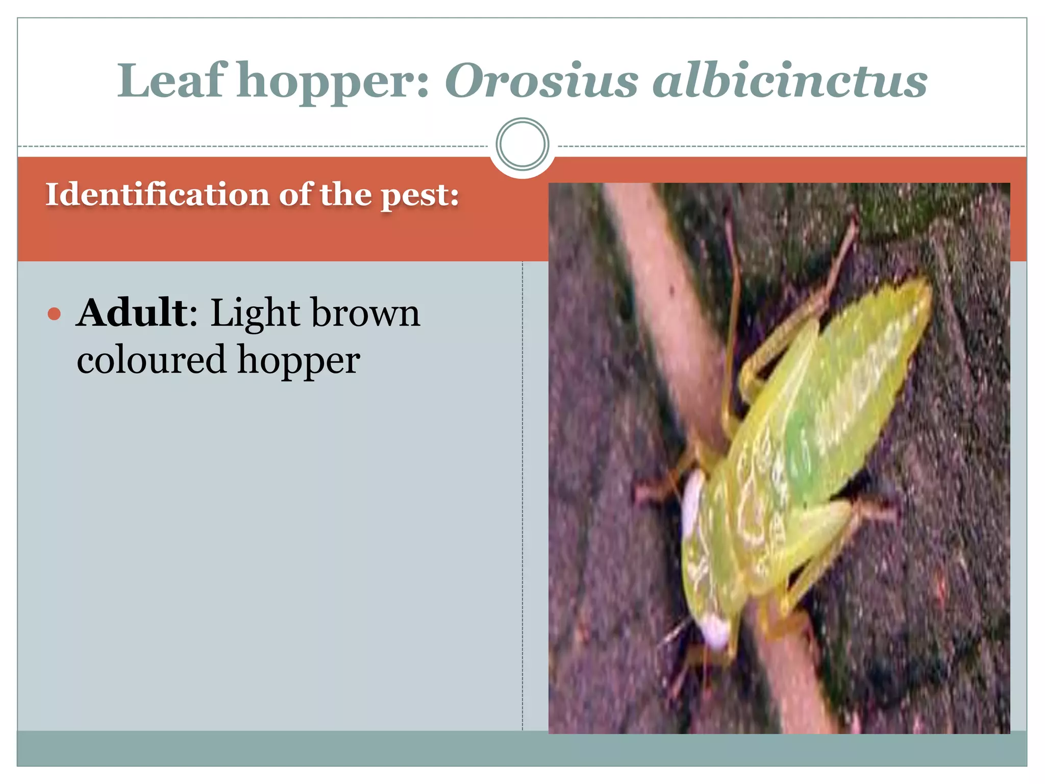 Sesame insects A Lecture By Mr Allah Dad Khan | PPTX