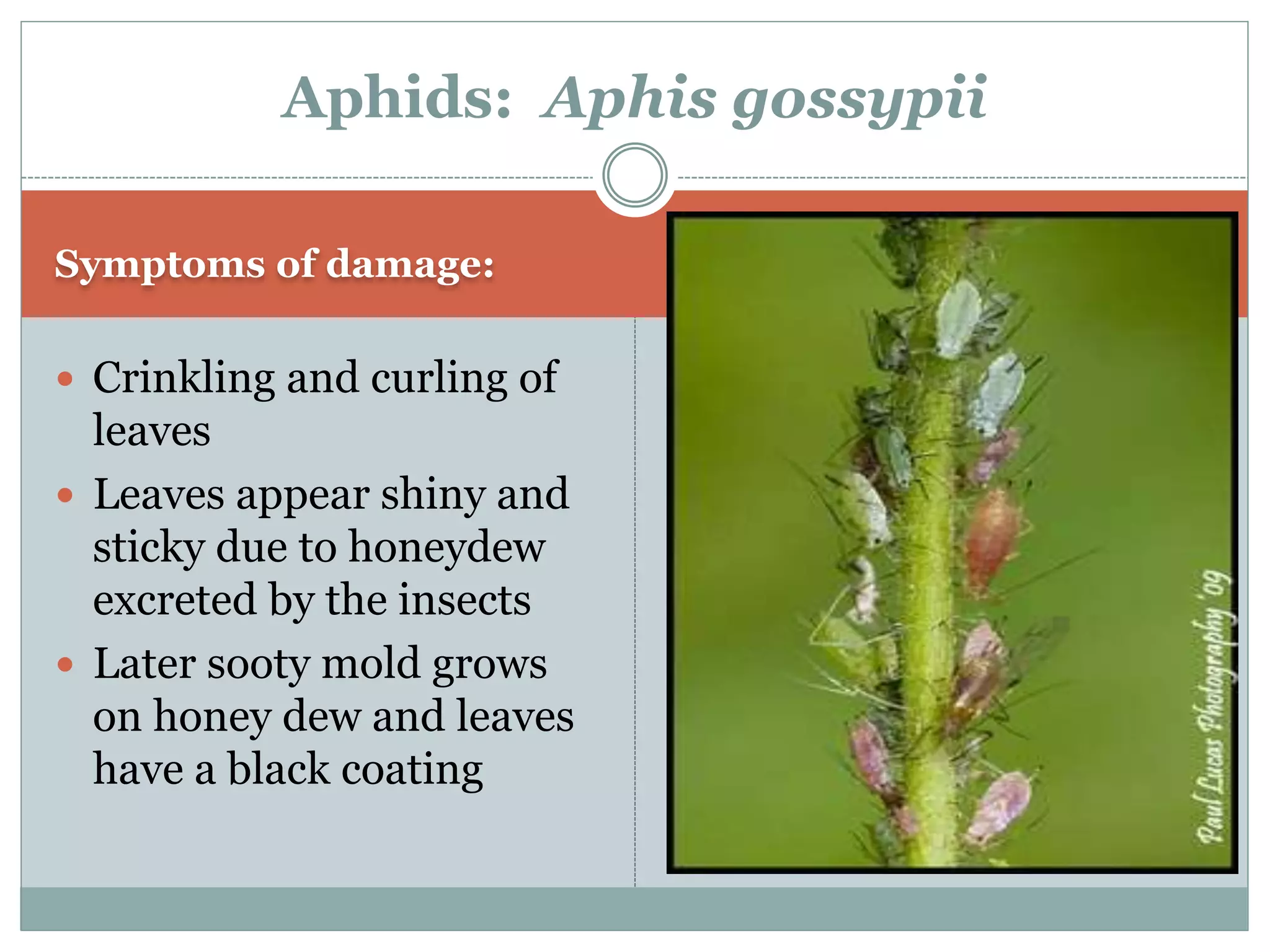 Sesame insects A Lecture By Mr Allah Dad Khan | PPTX