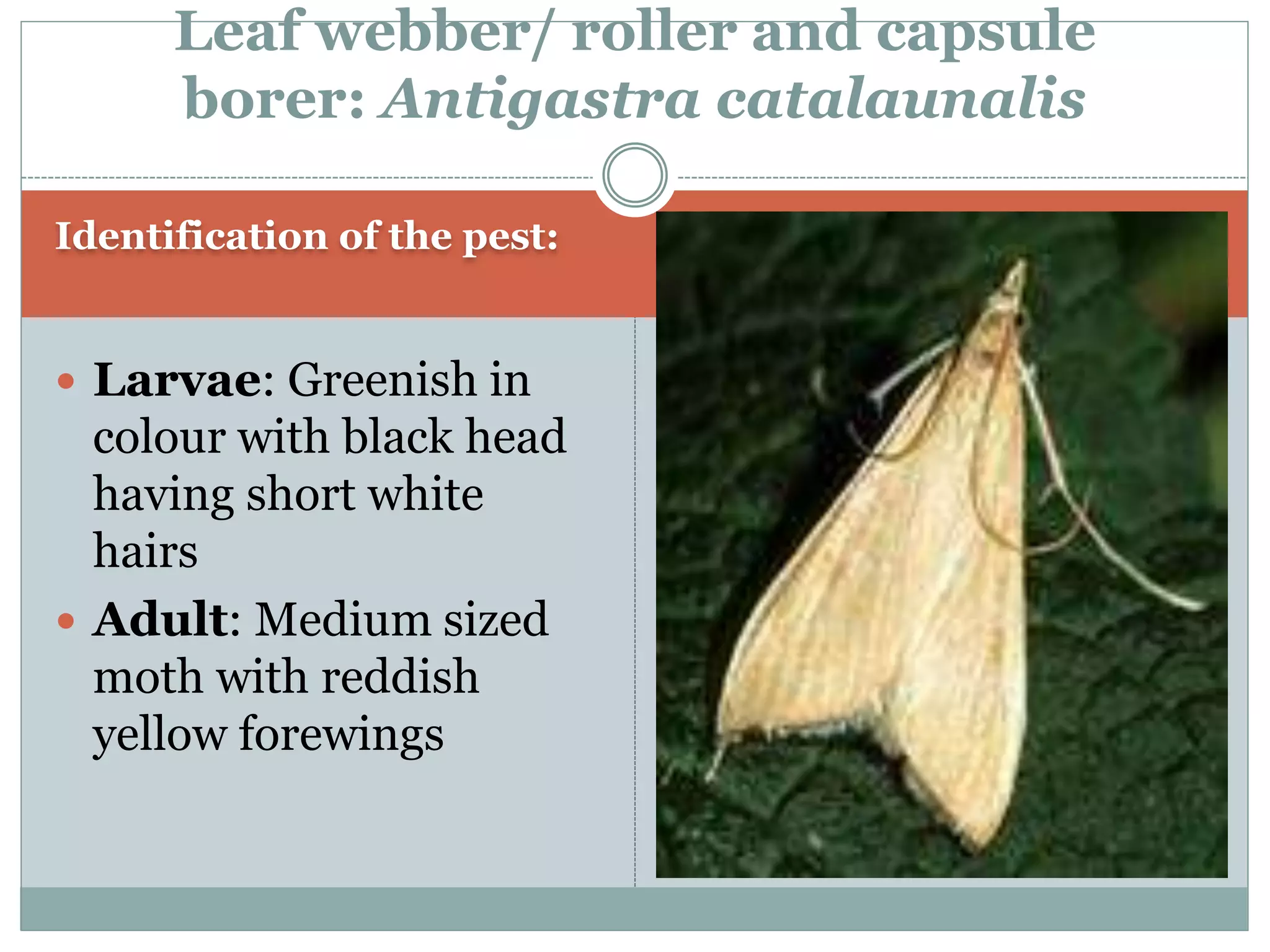 Sesame insects A Lecture By Mr Allah Dad Khan | PPTX