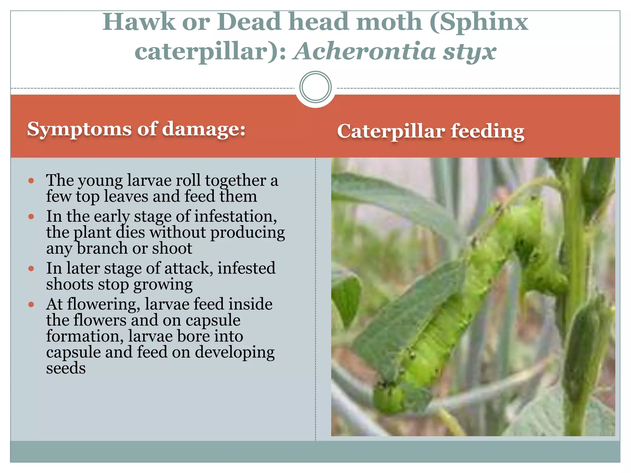 Sesame insects A Lecture By Mr Allah Dad Khan | PPTX