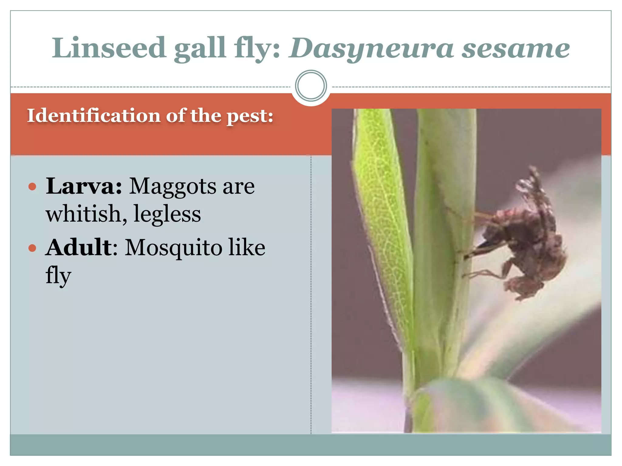 Sesame insects A Lecture By Mr Allah Dad Khan | PPTX