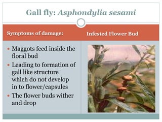 Sesame insects A Lecture By Mr Allah Dad Khan | PPTX