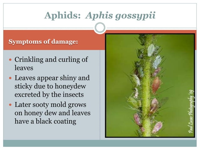 Sesame insects A Lecture By Mr Allah Dad Khan | PPTX