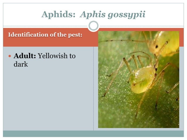 Sesame insects A Lecture By Mr Allah Dad Khan | PPTX