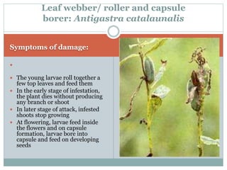 Sesame insects A Lecture By Mr Allah Dad Khan | PPTX