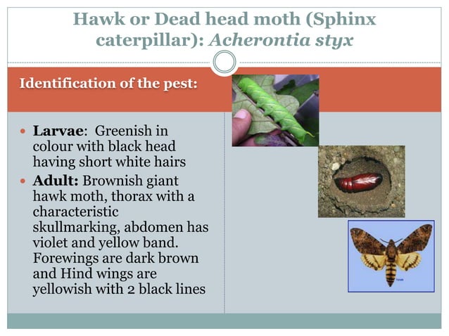 Sesame insects A Lecture By Mr Allah Dad Khan | PPTX