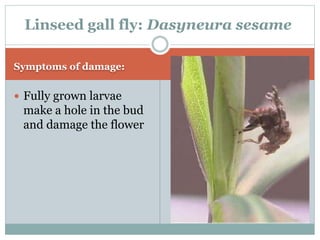 Sesame insects A Lecture By Mr Allah Dad Khan | PPTX