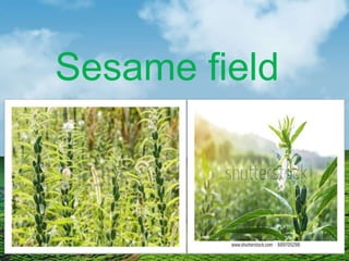 Leaf spot of sesame. | PPTX
