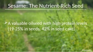 Sesame Presentation all about it contains all information about it | PPTX