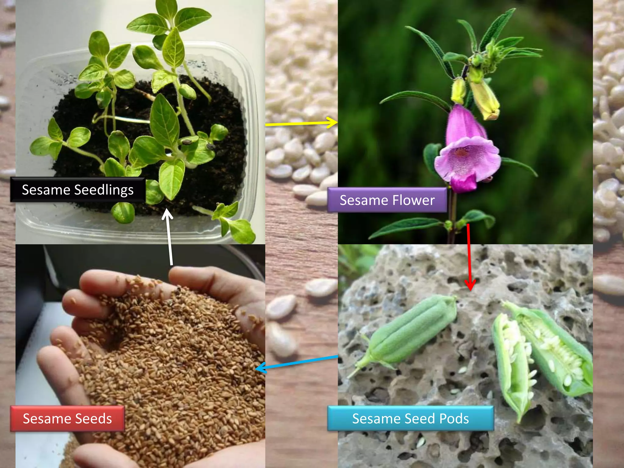 Sesame seed -Interactive Multipurpose Slides including variety of ...