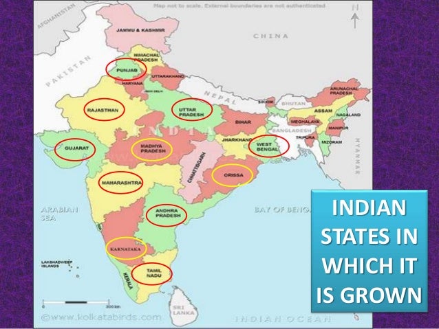 Sesame seed -Interactive Multipurpose Slides including variety of inf…