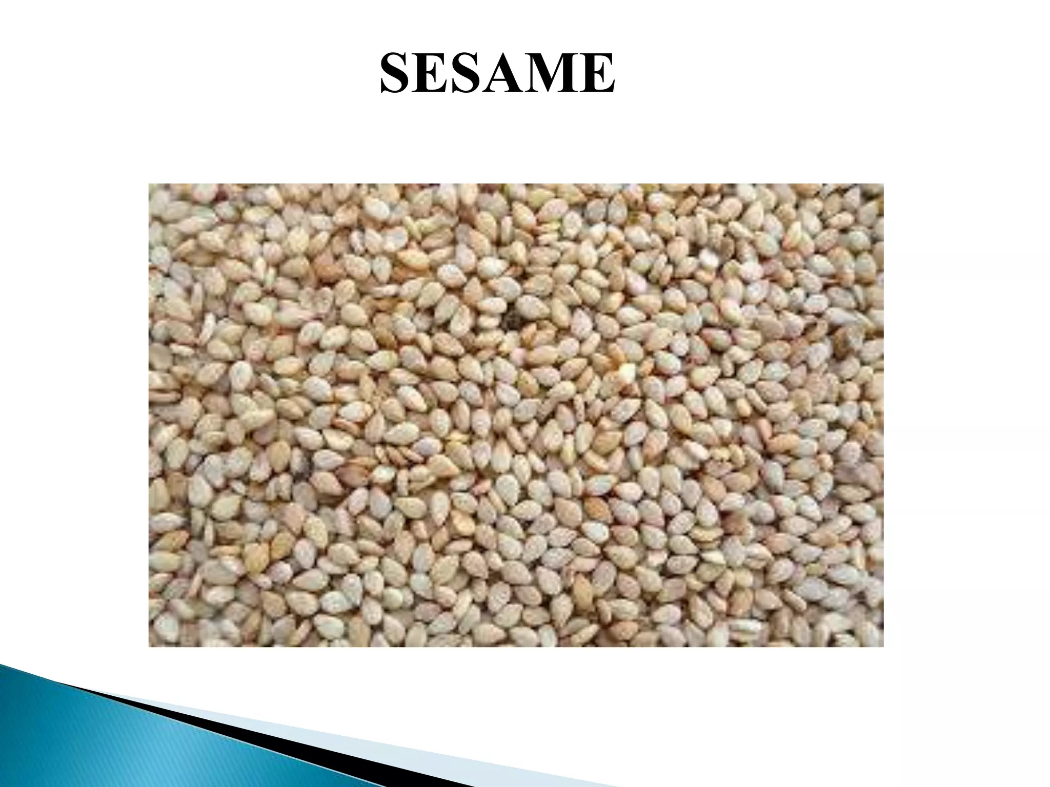Sesame seed production by rishi | PPTX