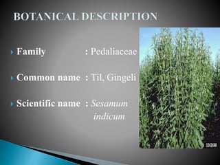 Sesame seed production by rishi | PPTX