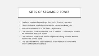 Sesamoid bones | PPTX