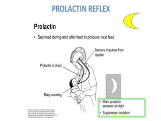 Sesi 6 How milk gets from breast to baby | PPT
