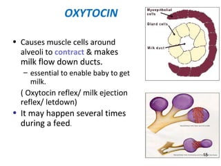 Sesi 6 How milk gets from breast to baby | PPT