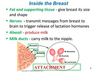 Sesi 6 How milk gets from breast to baby | PPT