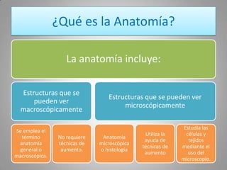 Sesión 01 - Introducción a la Anatomía | PPTX