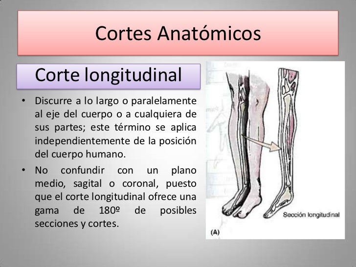 Sesión 01 - Introducción a la Anatomía
