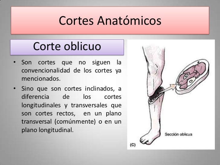 Sesión 01 - Introducción a la Anatomía