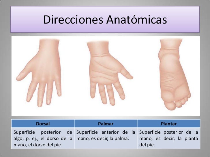 Sesión 01 - Introducción a la Anatomía