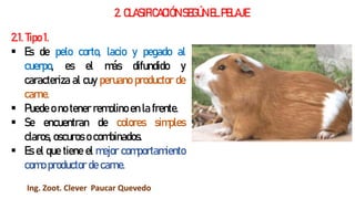 sesión 02. razas de cuyes en el peru.pdf