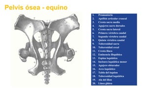 Sesión 10. sistema musculoesquelético de miembro pélvico huesos (5) | PPTX