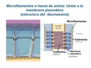 citoesqueleto | PPT