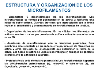 citoesqueleto | PPT