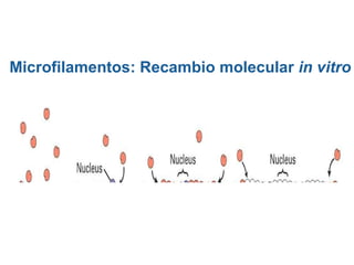citoesqueleto | PPT