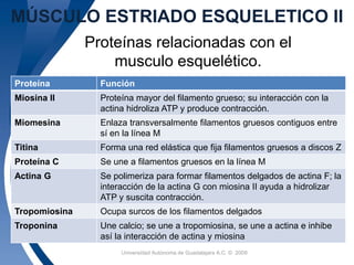 Sesión 18. músculo esquelético ii | PPT