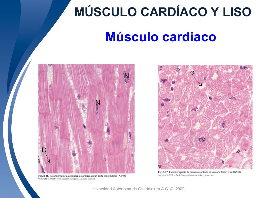 Sesión 19. músculo cardiaco y liso