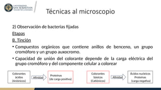Morfologia bacteriana y tecnicas de tincion | PPTX