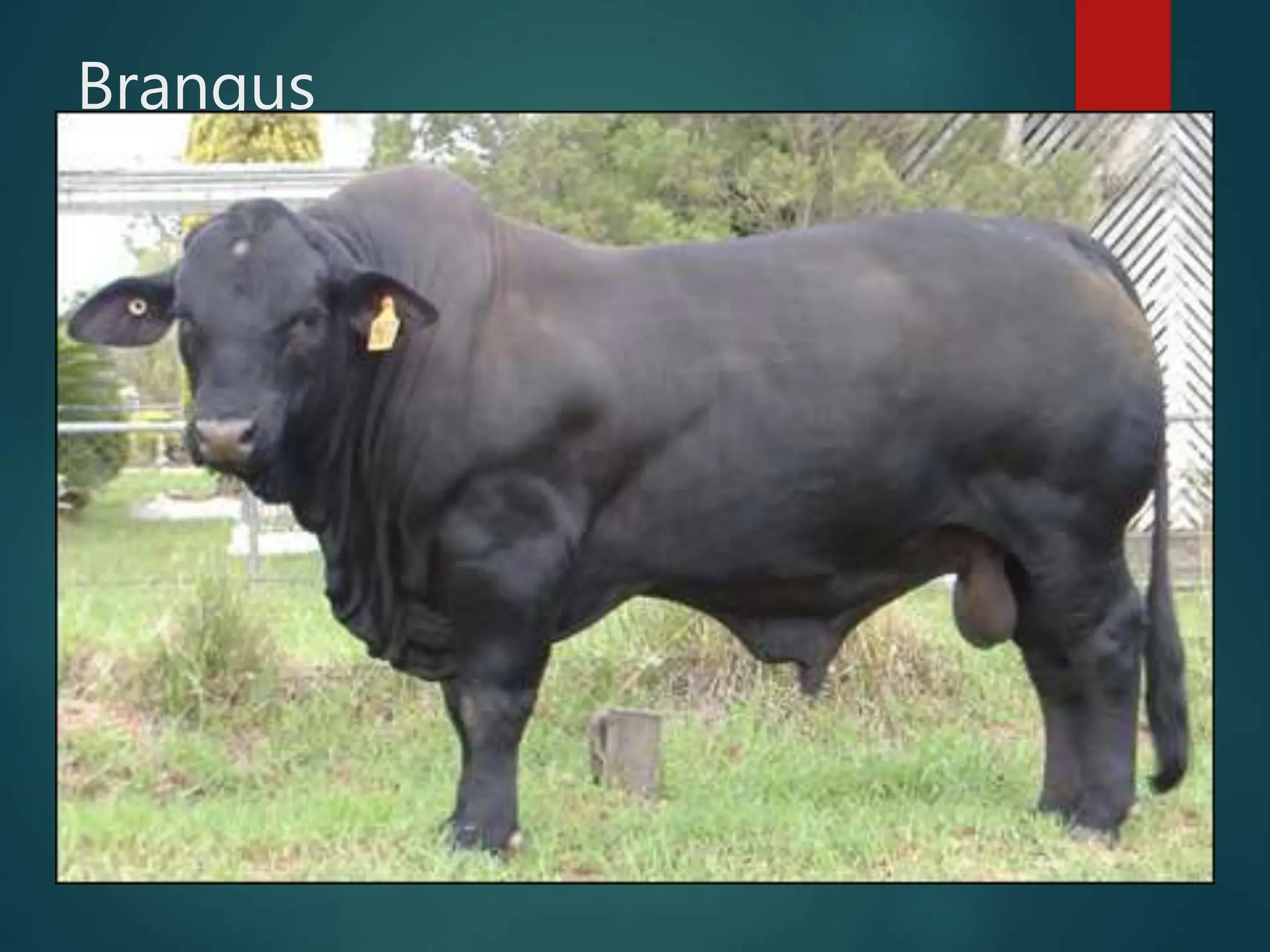 Sesión 3 - Razas de ganado bovino - Vac. de carne | PPTX