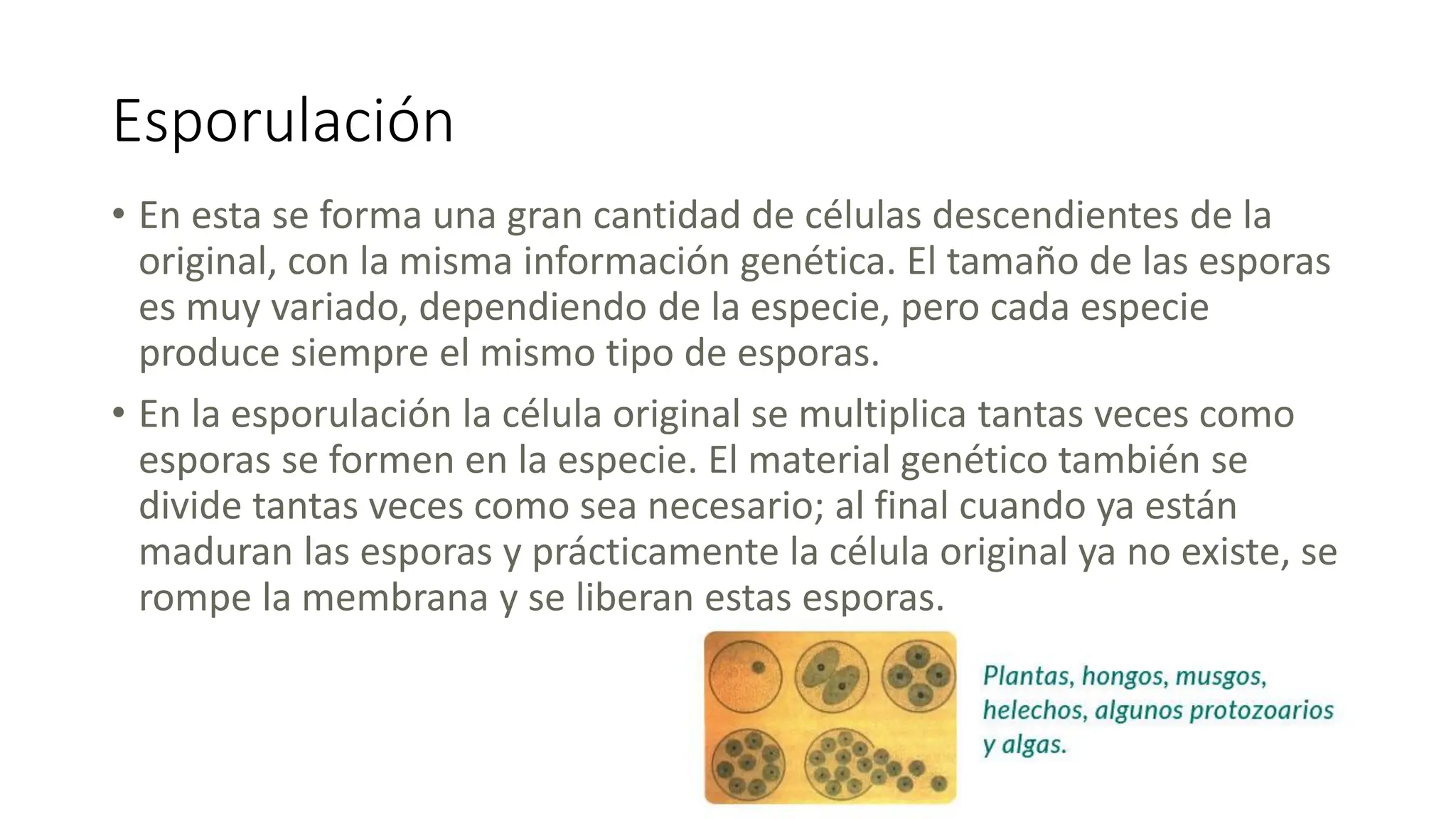Tipos de reproducción asexual, fisión, gemación, esporulación y ...