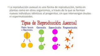 Tipos de reproducción asexual, fisión, gemación, esporulación y ...