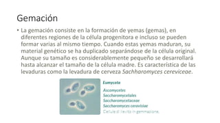 Tipos de reproducción asexual, fisión, gemación, esporulación y ...