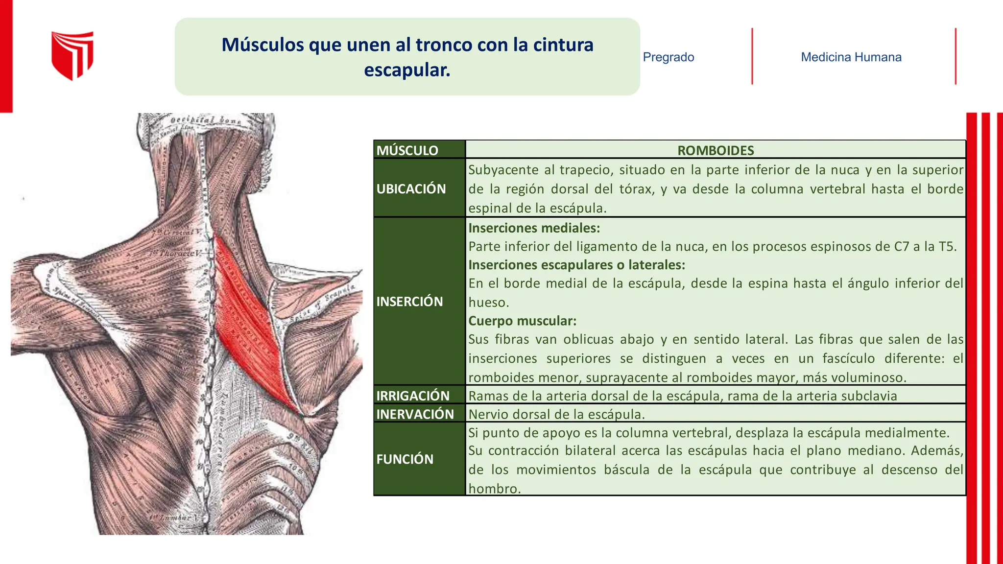 Sesión 6 - Estructuras oseas y musculares de Miembro Superior ...