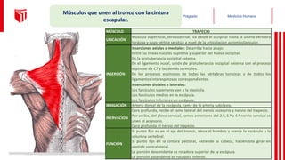 Sesión 6 - Estructuras oseas y musculares de Miembro Superior ...