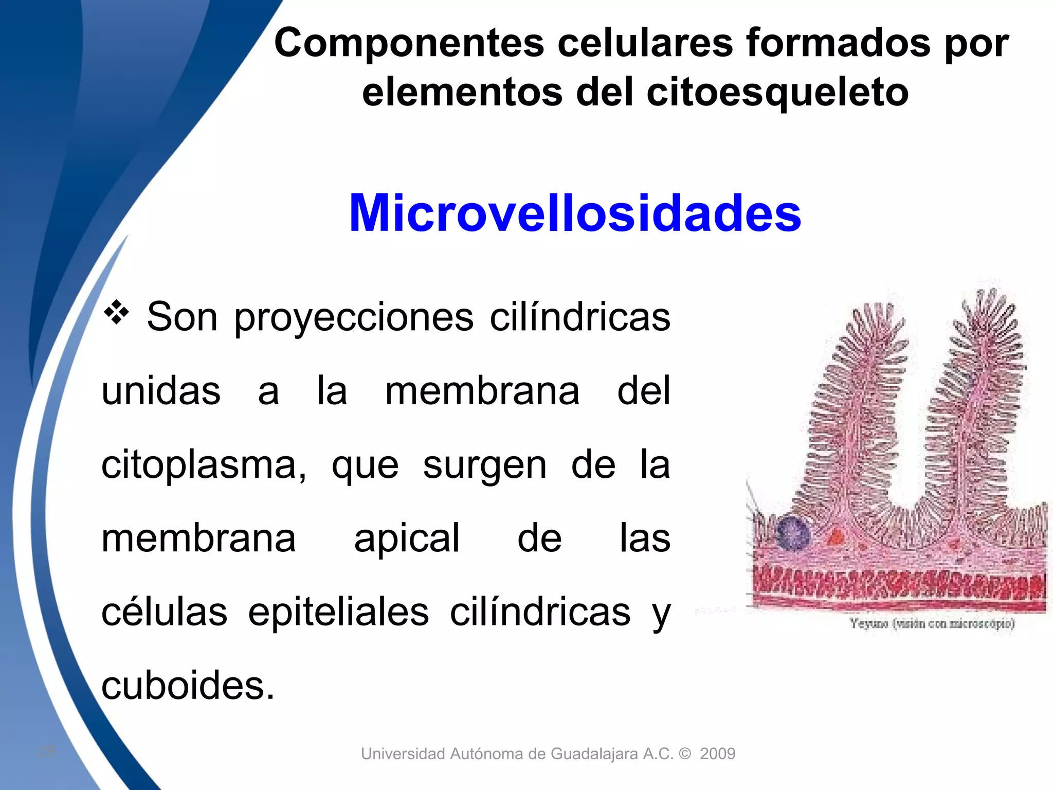 Sesión 7 Citoesqueleto Ppt