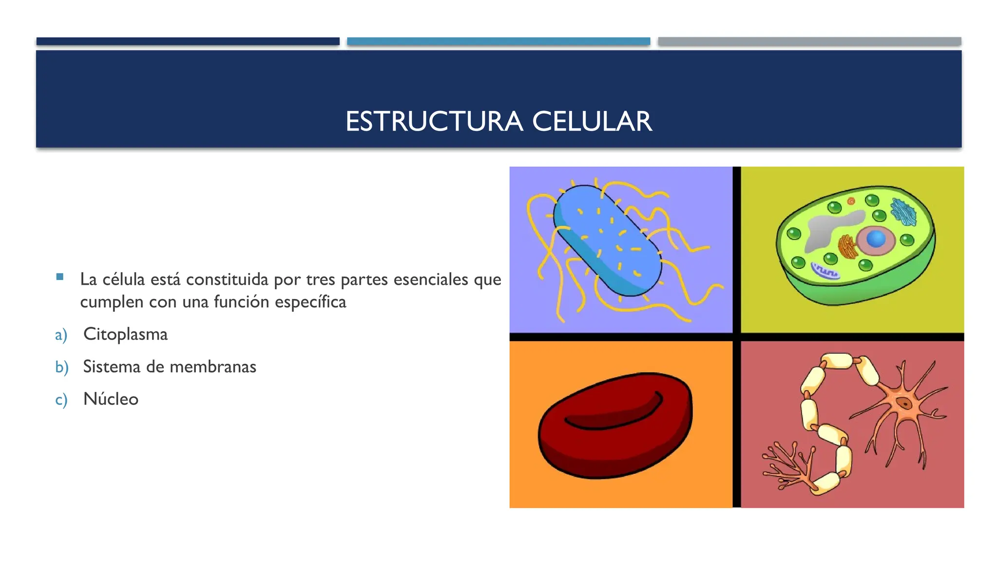 Sesión 8 Estructura celular de los seres vivos.pptx