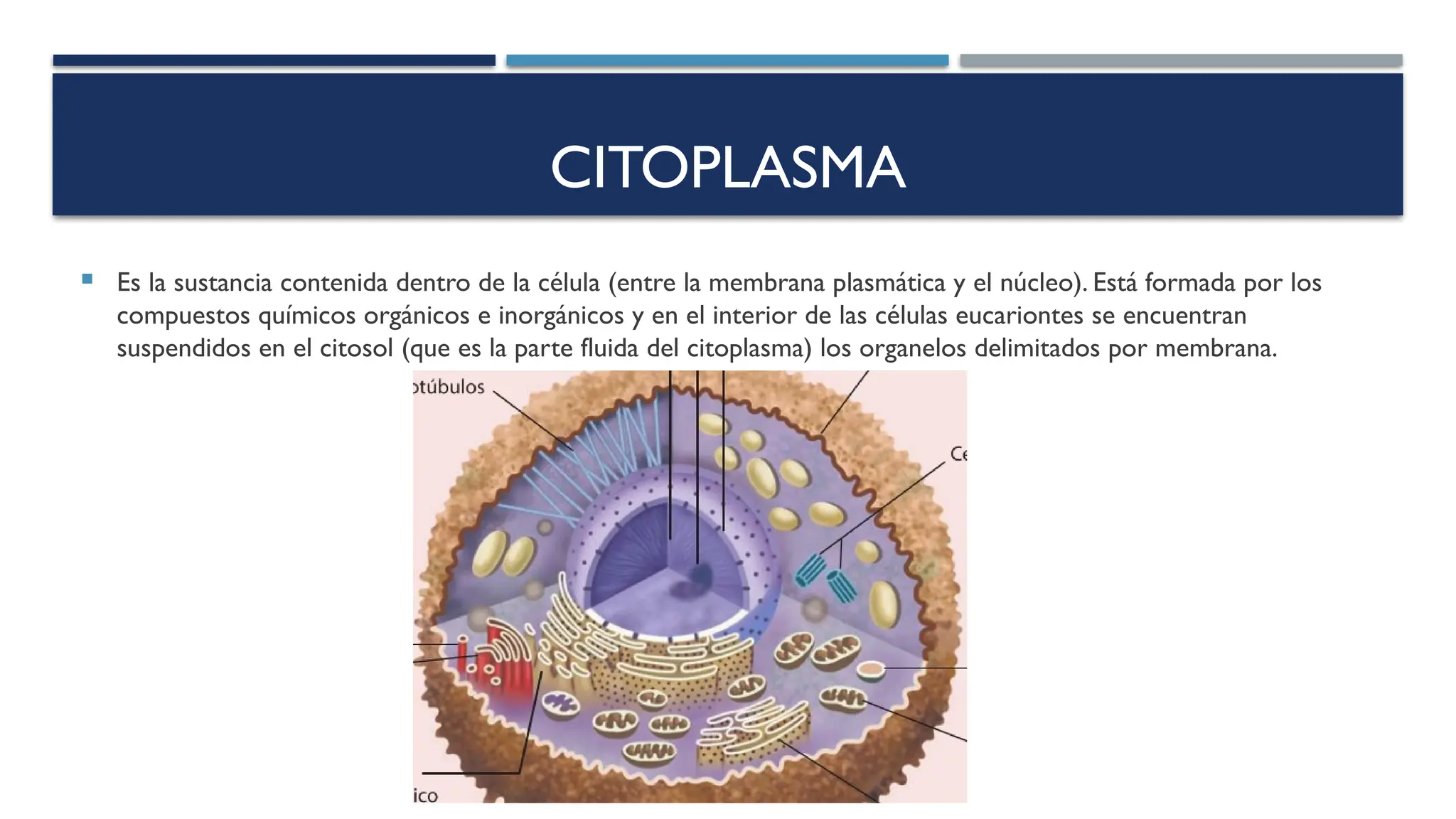 Sesión 8 Estructura celular de los seres vivos.pptx