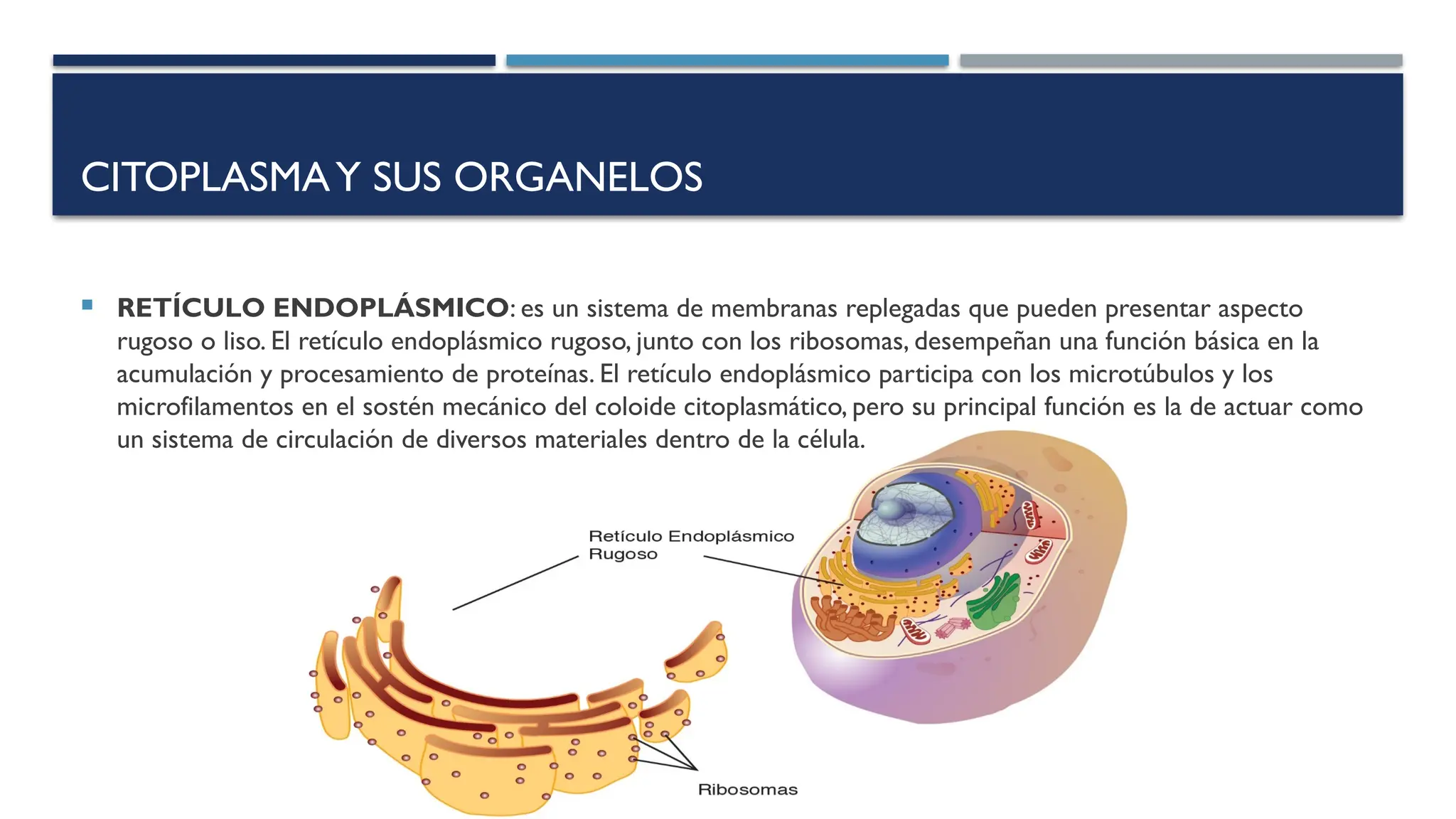 Sesión 8 Estructura celular de los seres vivos.pptx