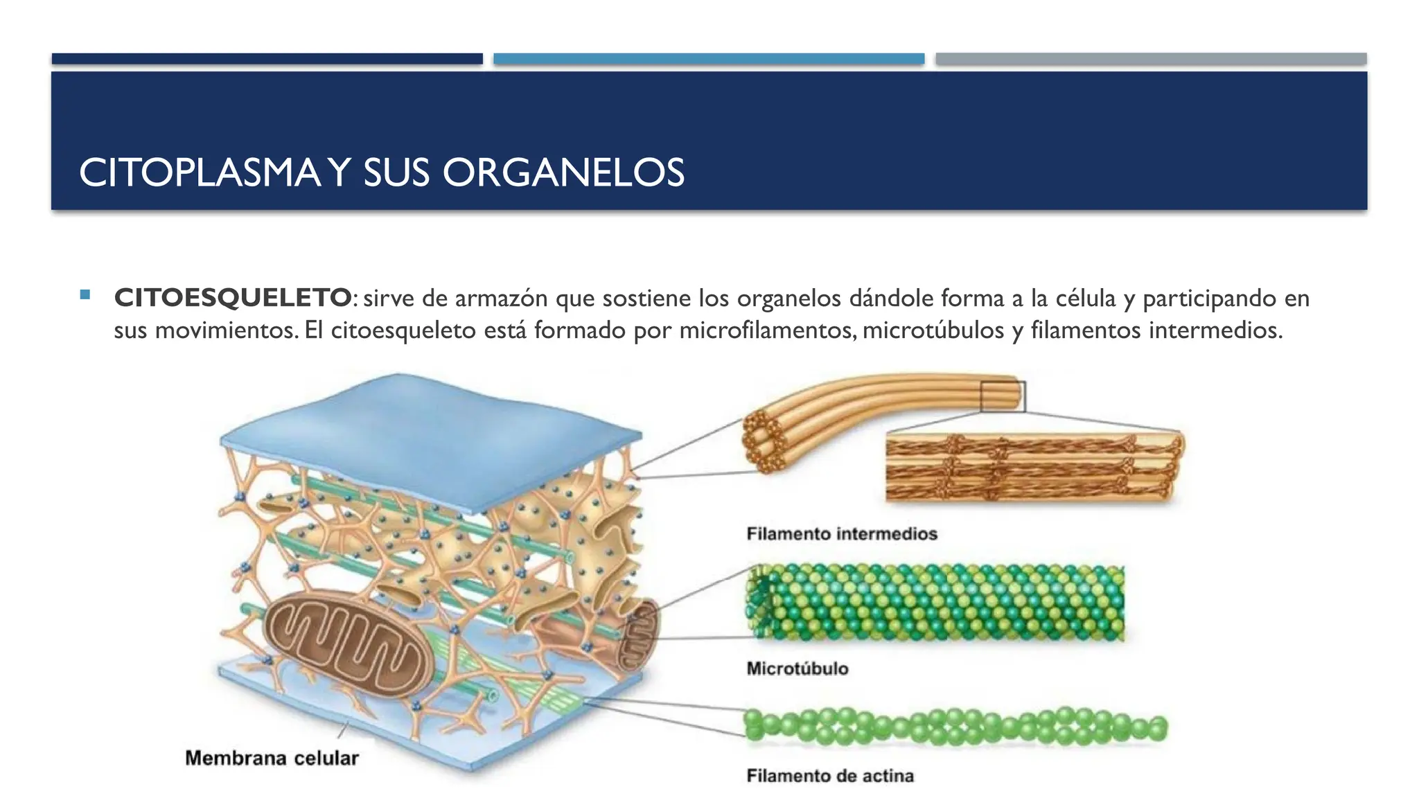 Sesión 8 Estructura celular de los seres vivos.pptx
