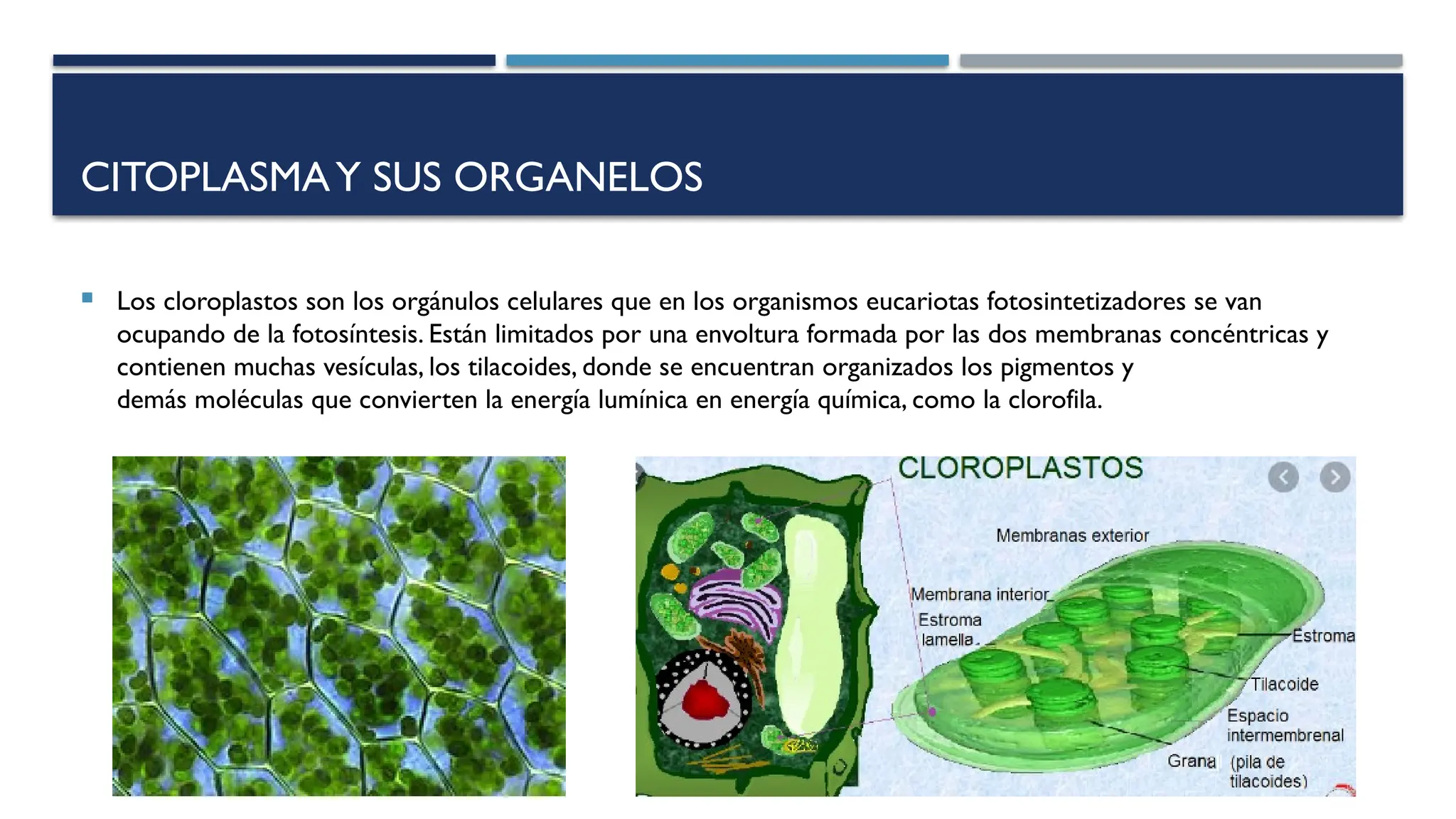 Sesión 8 Estructura celular de los seres vivos.pptx