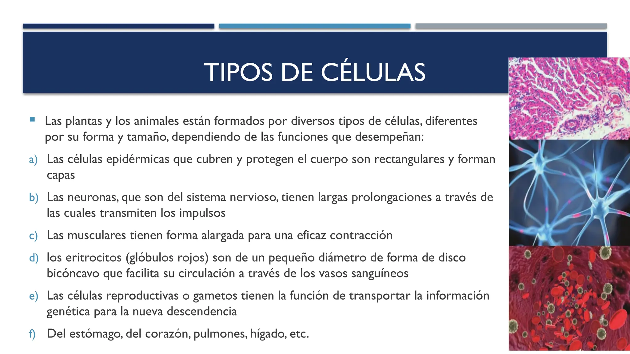 Sesión 8 Estructura celular de los seres vivos.pptx