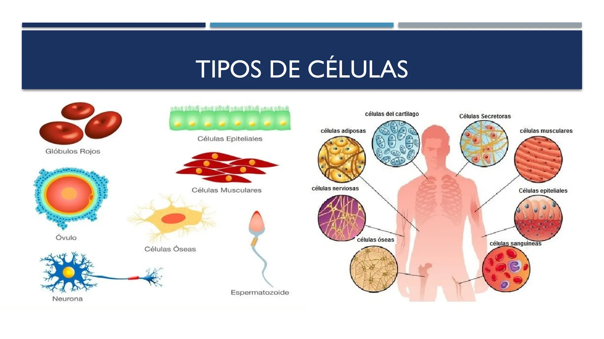 Sesión 8 Estructura celular de los seres vivos.pptx