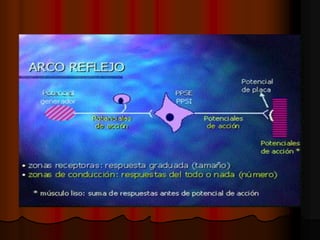 Sesión 9 arco reflejo | PPT